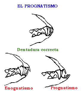 El Mejor Amigo: ENFERMEDADES COMUNES DEL APBT