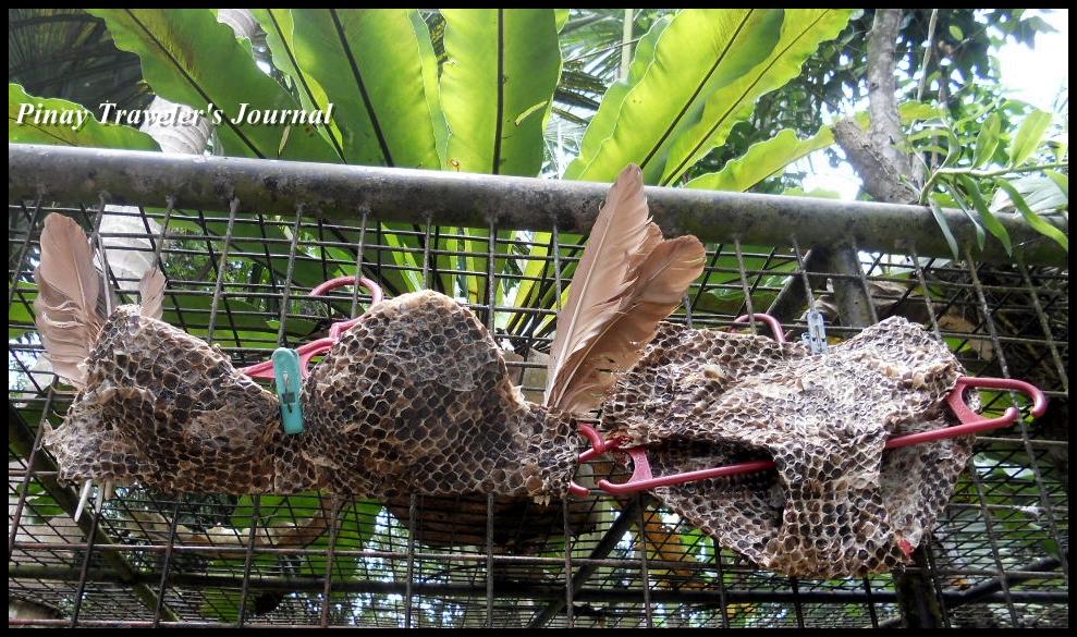 Wanderful Pinay: Prony the Python in Alburquerque | Frolics in Bohol