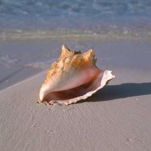 The Seashell's Story