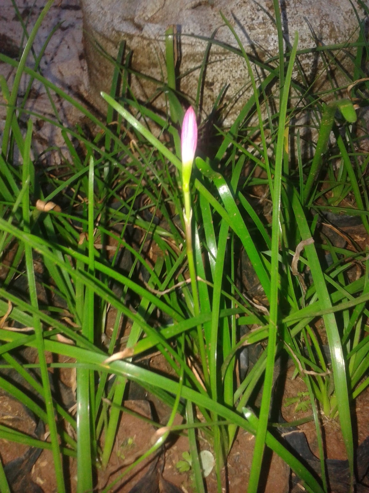 Jenis jenis Tanaman Hias Berbunga | jasa tukang taman