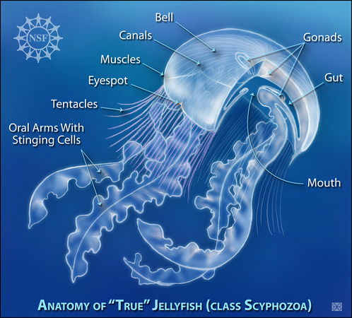 Science Class 6EP: Jellyfish