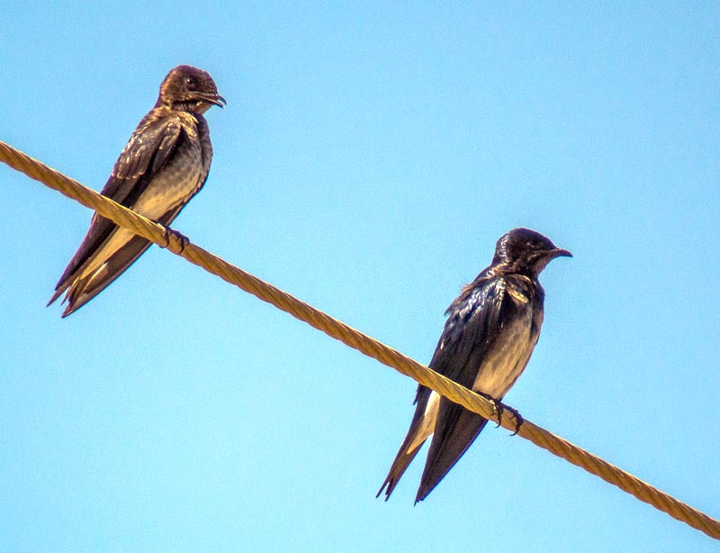 Bellas Aves de El Salvador: Progne chalybea (golondrina doméstica o ...