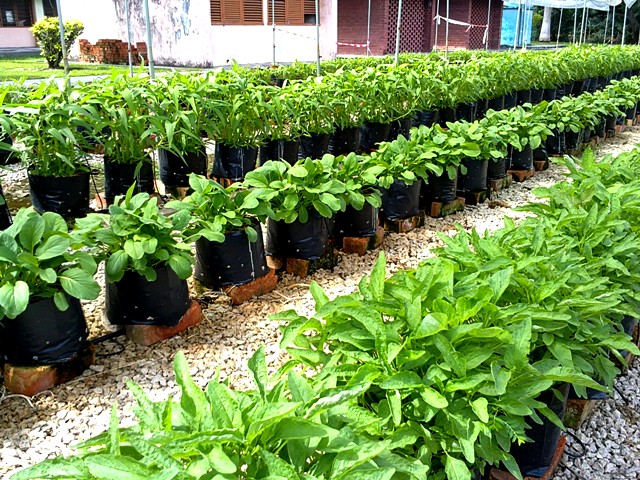 PROJEK FERTIGASI: SAYUR-SAYUR YANG DITANAM OLEH MURID PENDIDIKAN KHAS ...