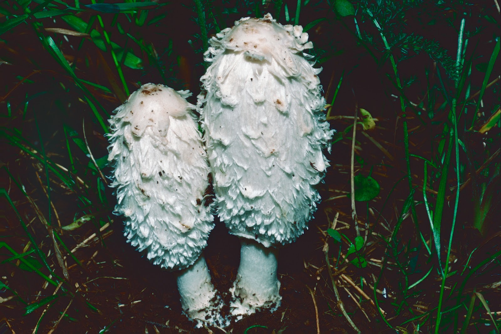 A setas por Asturias: Coprinus comatus