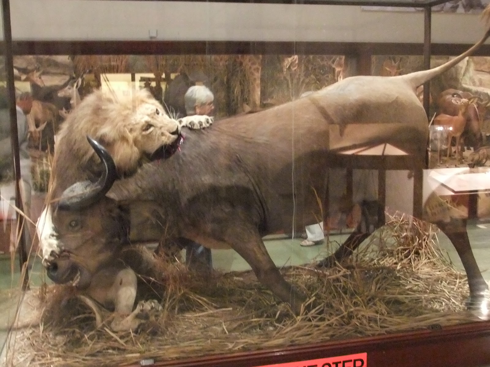 Ramblings from an English Garden: Quex Park - Part 2