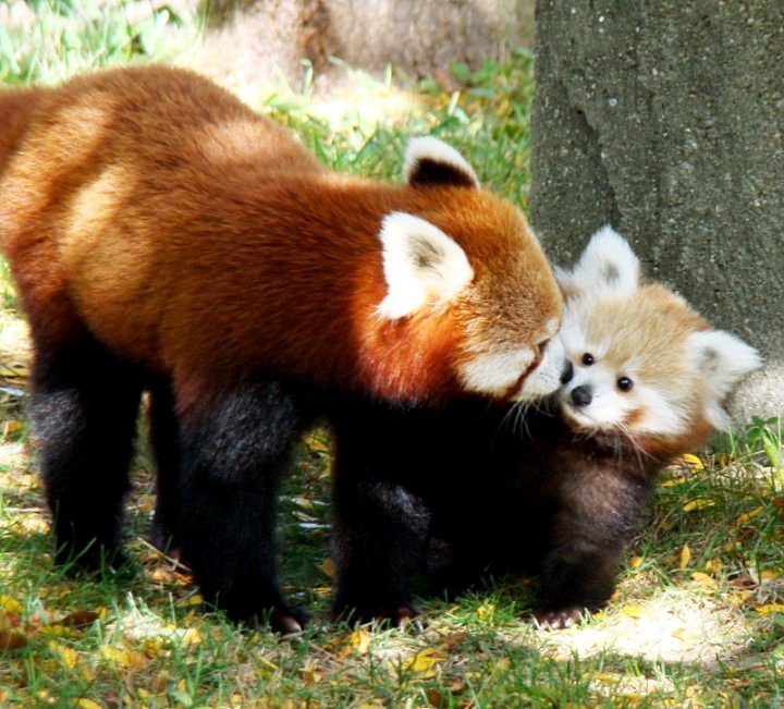White Wolf : Baby Red Panda Sherman Makes Autumn Appearance At Detroit Zoo