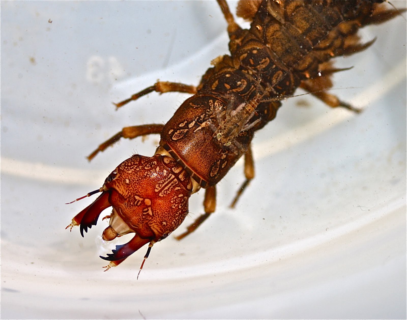Aquatic Insects of Central Virginia: A Quick Look at Buck Mt. Creek on ...