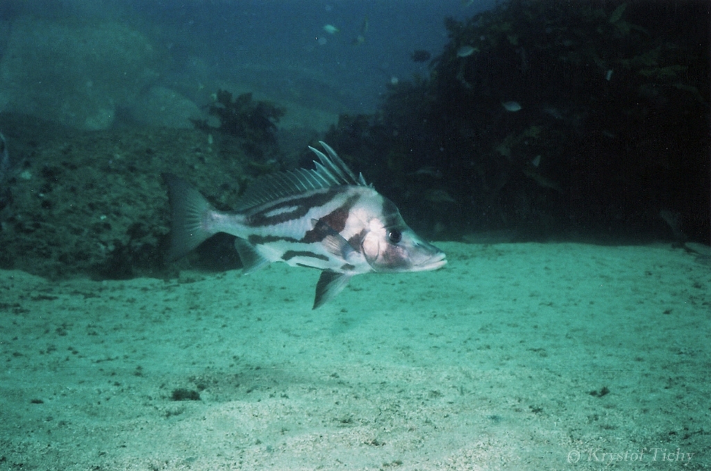 AQUATICHYK: GIANT BOARFISH / Paristiopterus labiosus