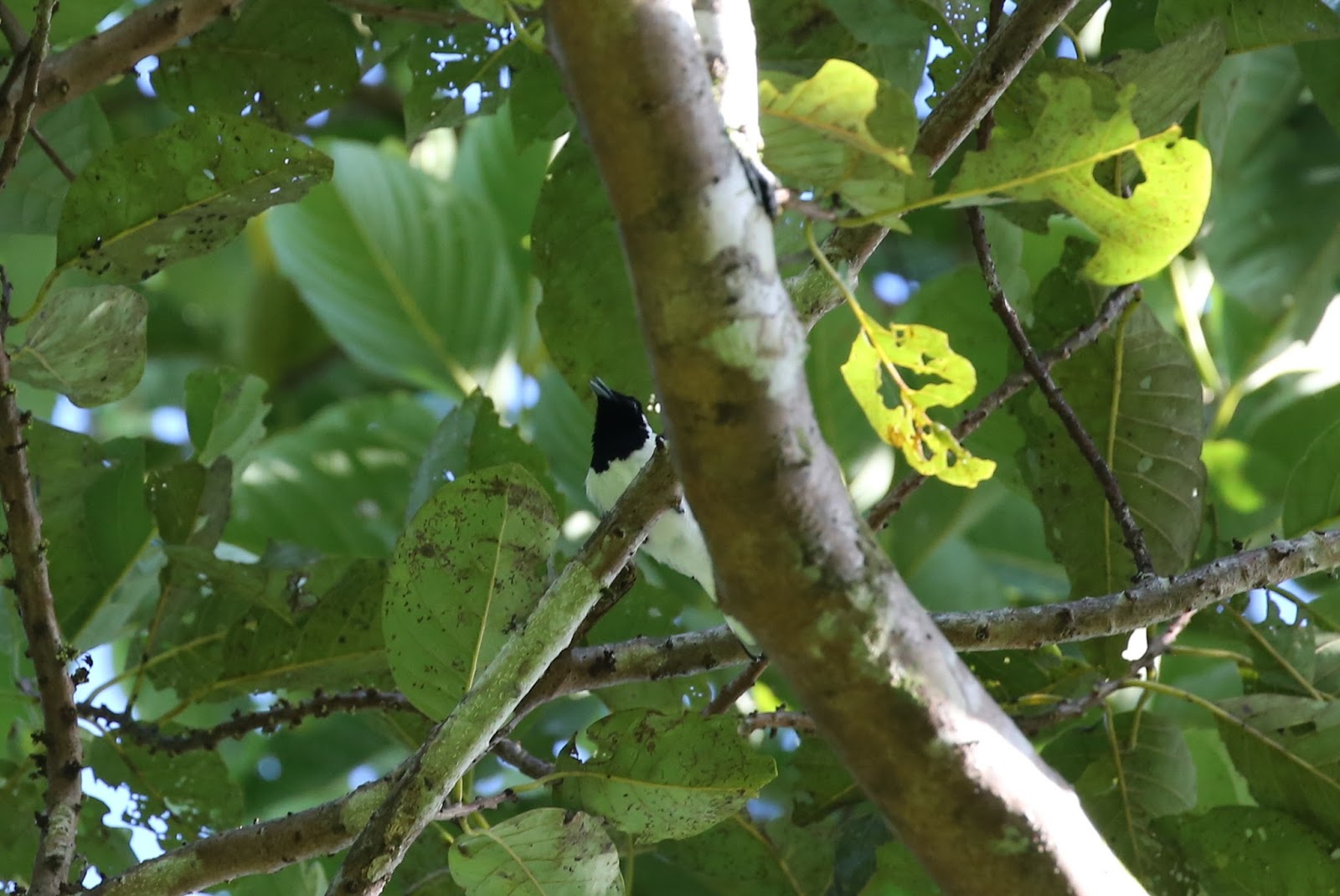 Worldbirder: Papua New Guinea 3: Manus Island