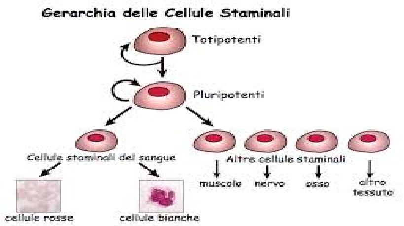 Nuove conferme per le terapie con cellule staminali / New confirmations ...