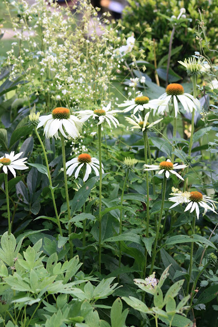 Frøken Solhat: Flere partnere 1