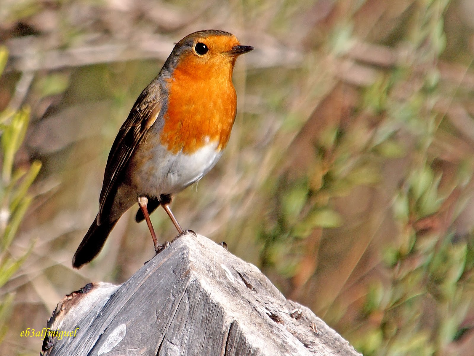 Miguel fotografia: Petirrojo europeo (Erithacus rubecula