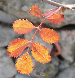 Jardinería Plantae: BLOG DE NATURALEZA