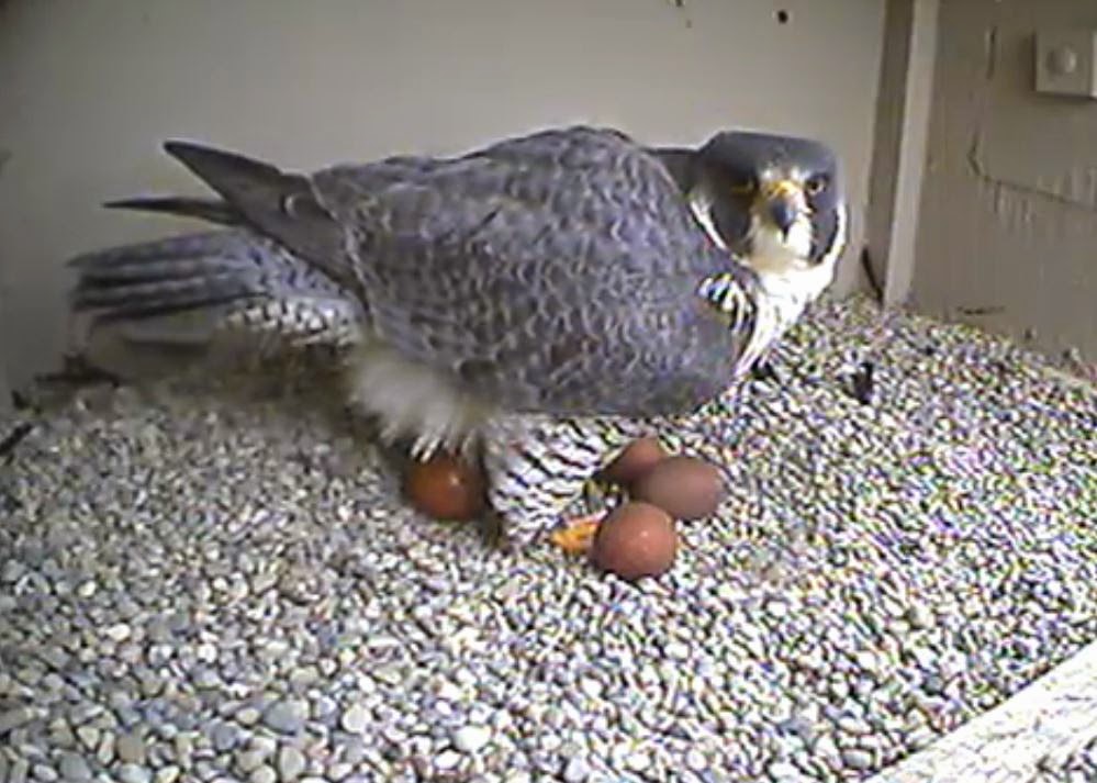 Columbus Peregrine Falcon Update: Egg Number FOUR