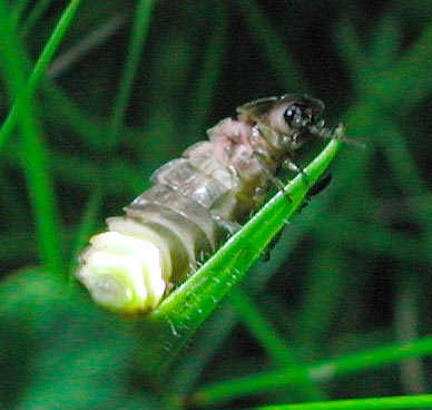 Glow Worm - Insects Morphology