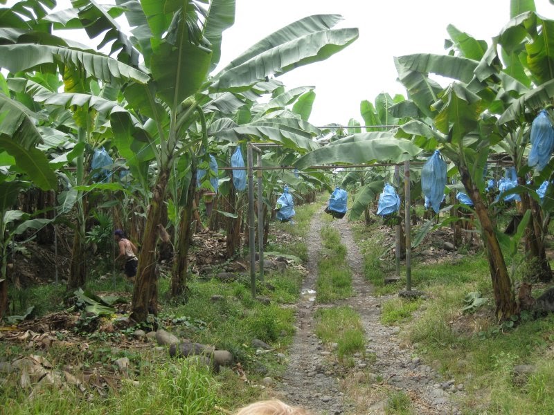 A Guy About Cleveland: Costa Rica Part 3: Going bananas and going rafting