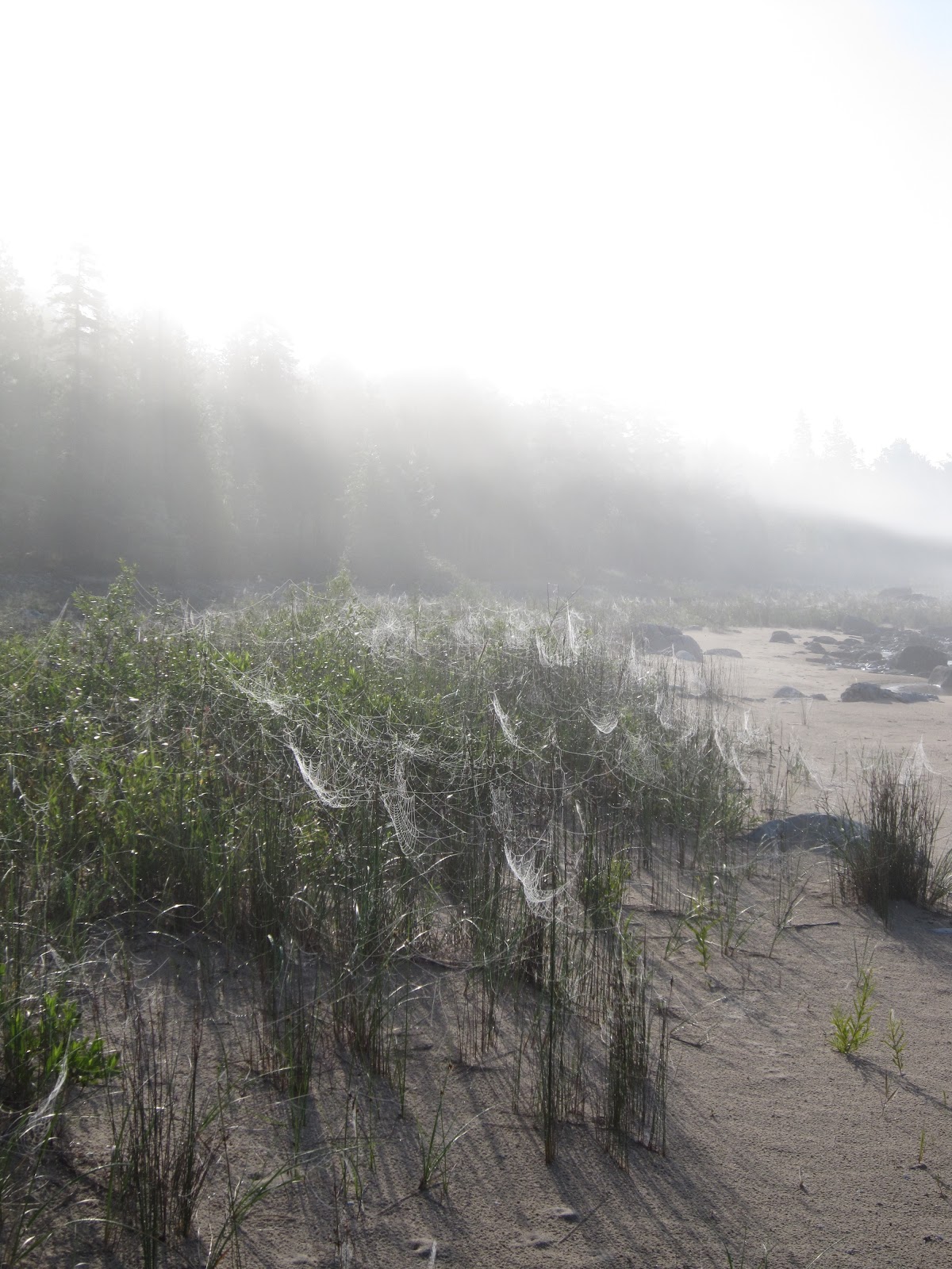 Amy Brown Science: Spiders Everywhere!