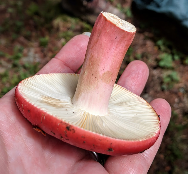 The Foraged Foodie: Telluride Mushroom Festival, pt.5: Shrimp Russula