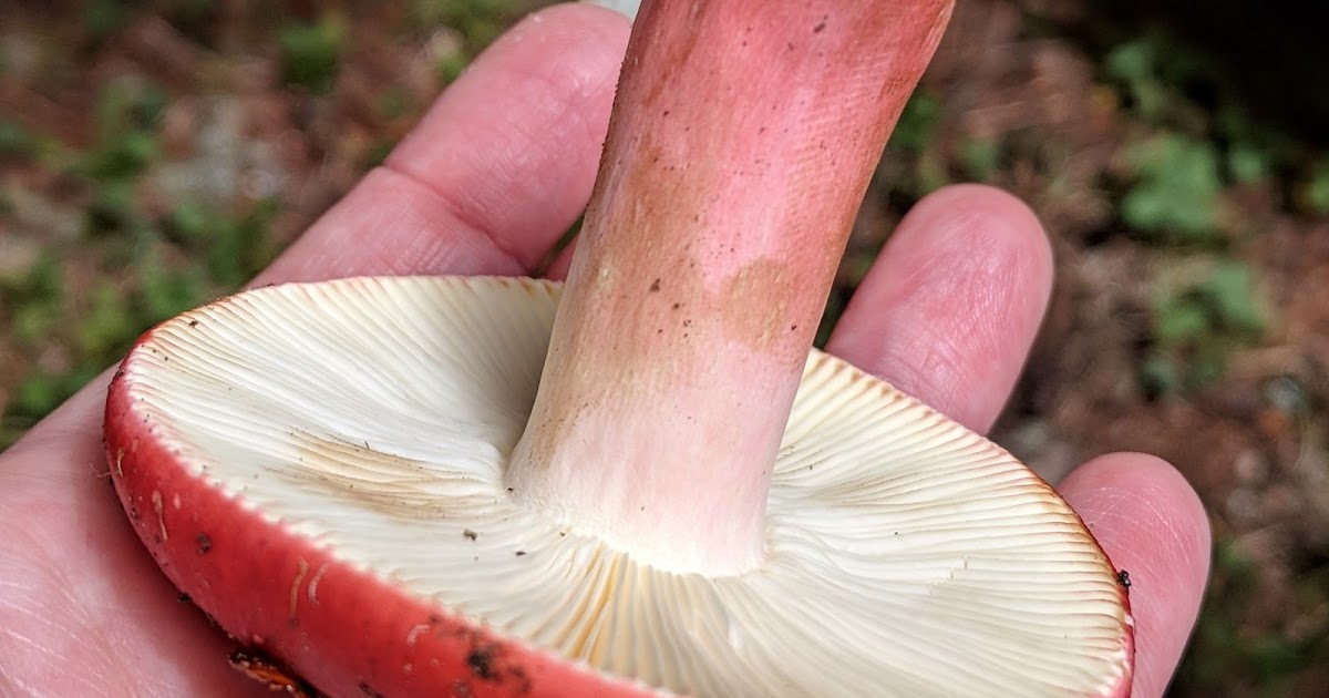 The Foraged Foodie: Telluride Mushroom Festival, pt.5: Shrimp Russula