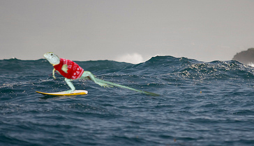 logophilius: New Word Thursday: poikilotherm