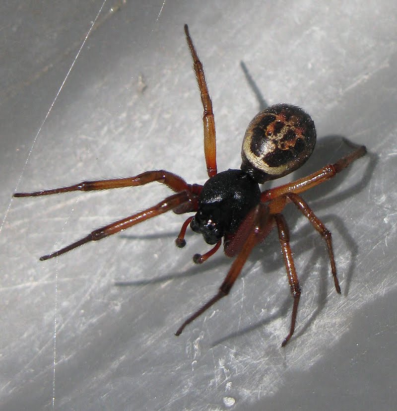 Wrist Spin Bowling: Spiders, cricket and BMX fun