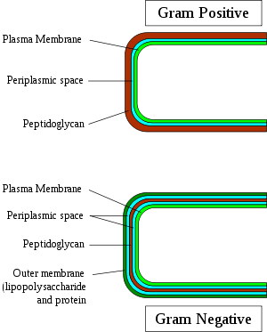 How Gram Stain works? Gram Staining Principle: Step by step procedure ...