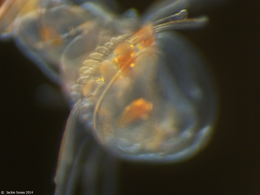 The Natural History of Bodega Head: Under the hood