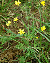 Extension to the 3rd Degree: Weed Watch: Yellow Buttercup