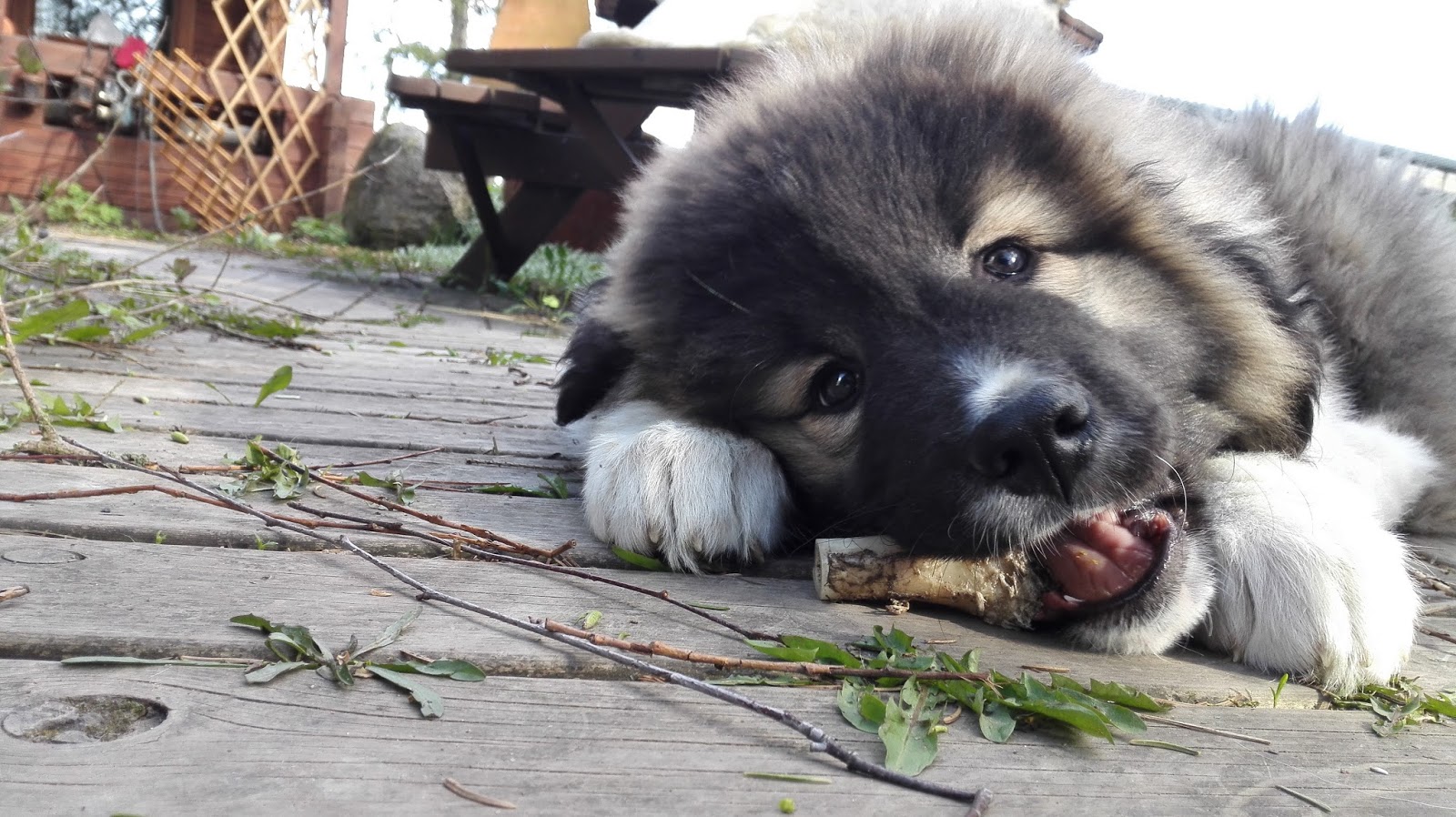 Kumma Koti: Kaukaasiankoira Karelin