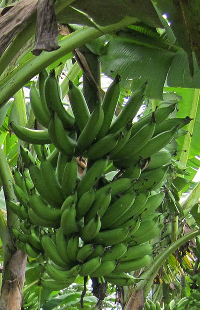 Pisang Raja Nangka | Bibit Pisang-KU