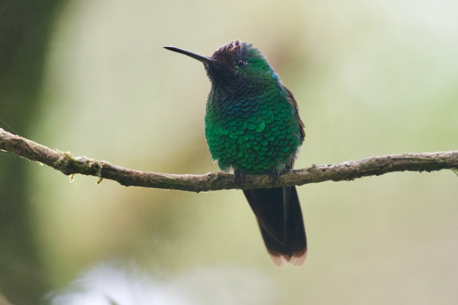 Jan Axel's Blog: Chucanti: Birds and Experiences!