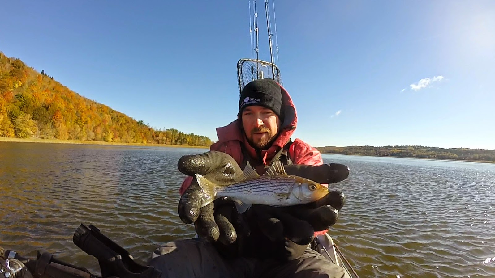 Baby Striper.. one of many I've seen come out of the Kennebacasis this ...