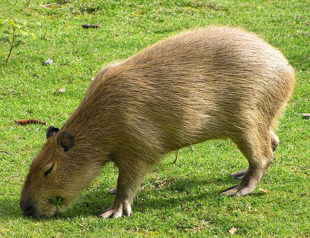 Capybara Anatomy - ANIMAL LOVERS
