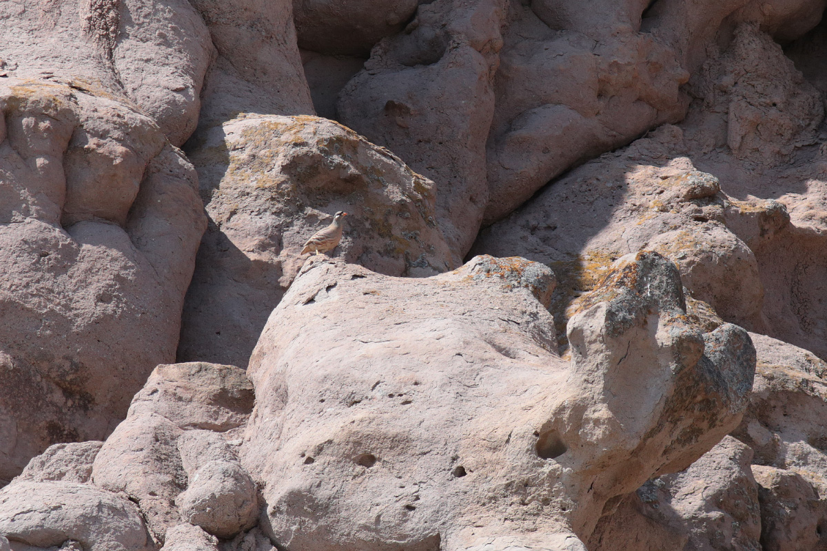 Birding Azerbaijan: Batumi Birding ‘Undiscovered Azerbaijan’ 28 May to ...