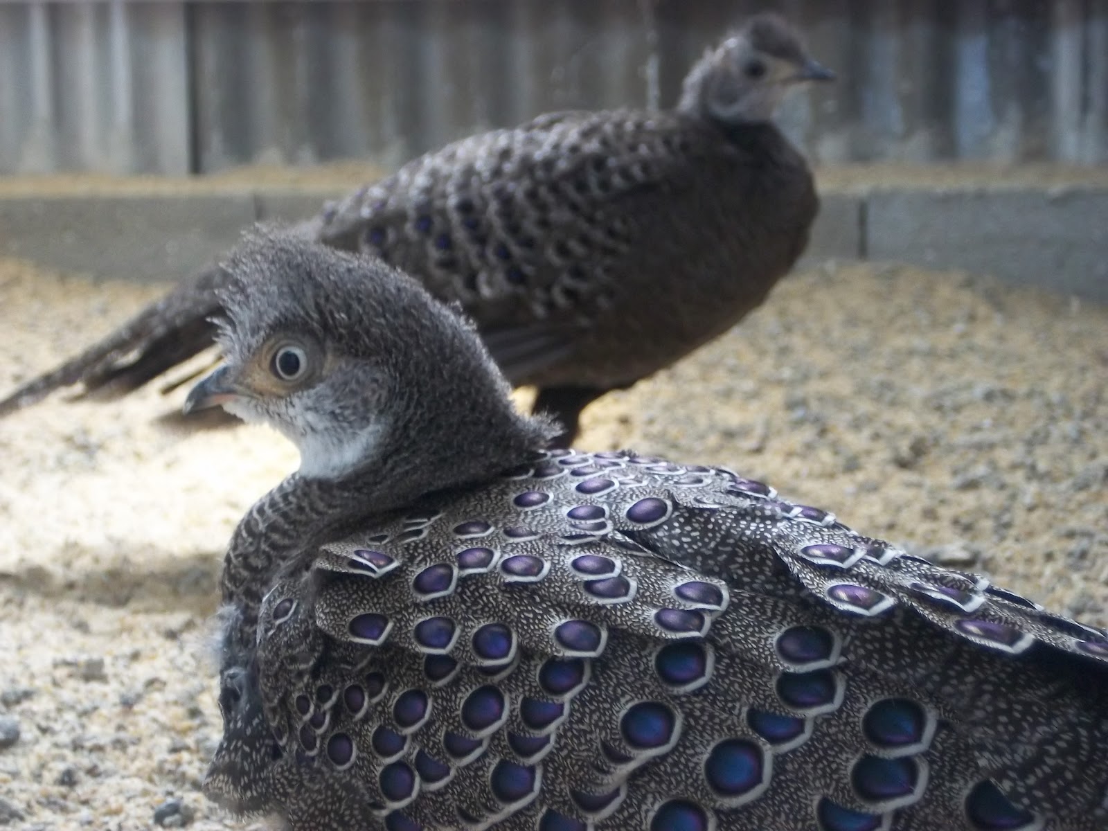 Bicharada da Tia Eti: December 2012