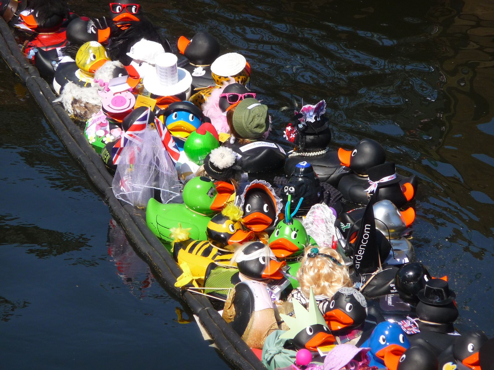 ameringlish: Duck Race
