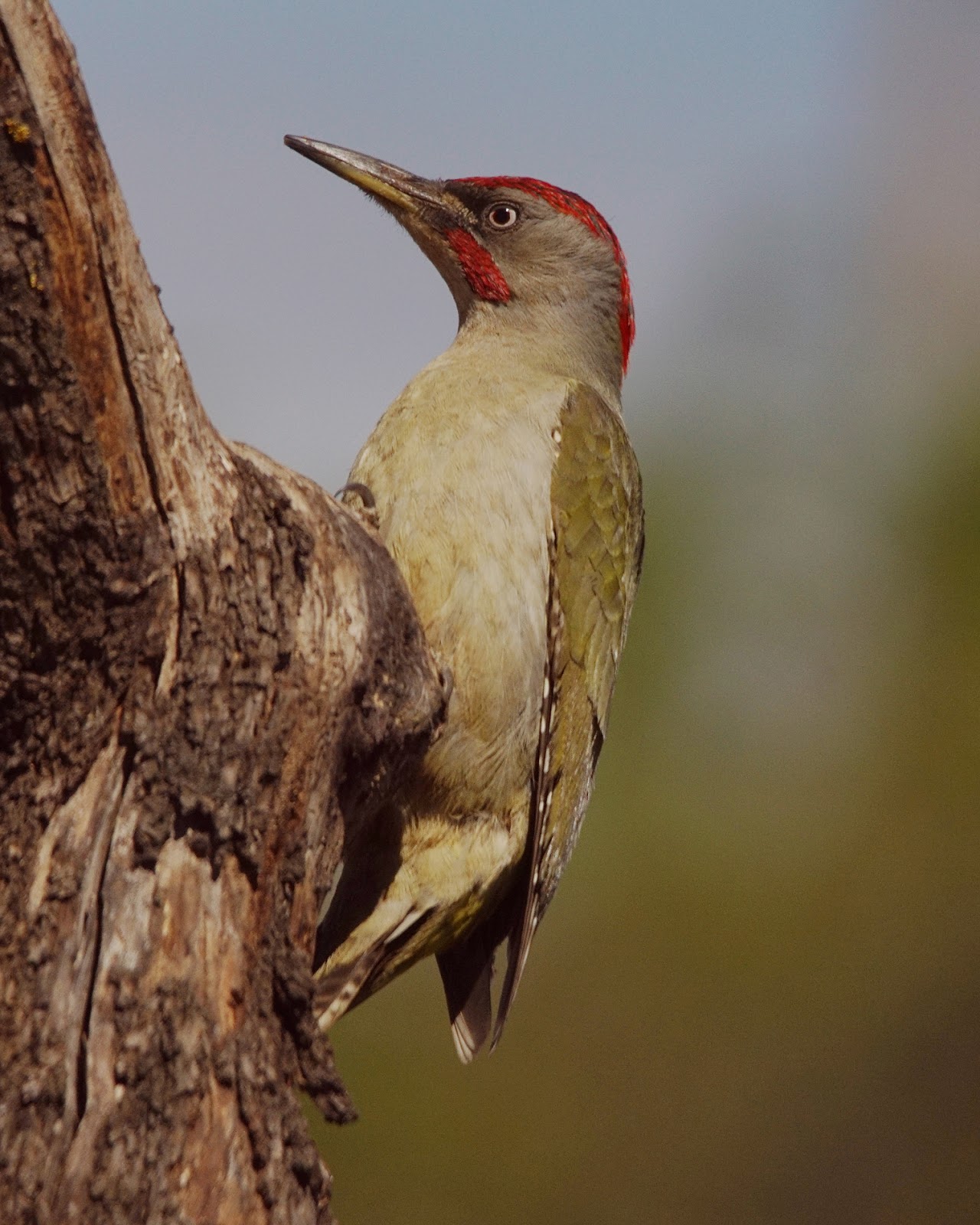Pasión por las aves: Pito real,(Picus viridis)