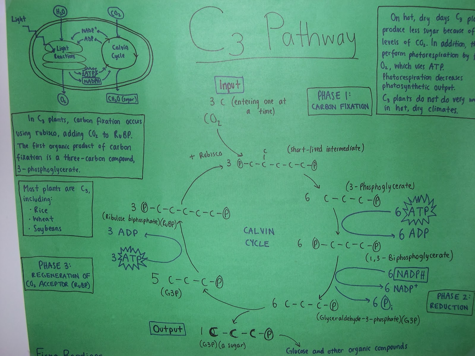 Bronxville AP Biology: AP Biology Cell Energetics Projects