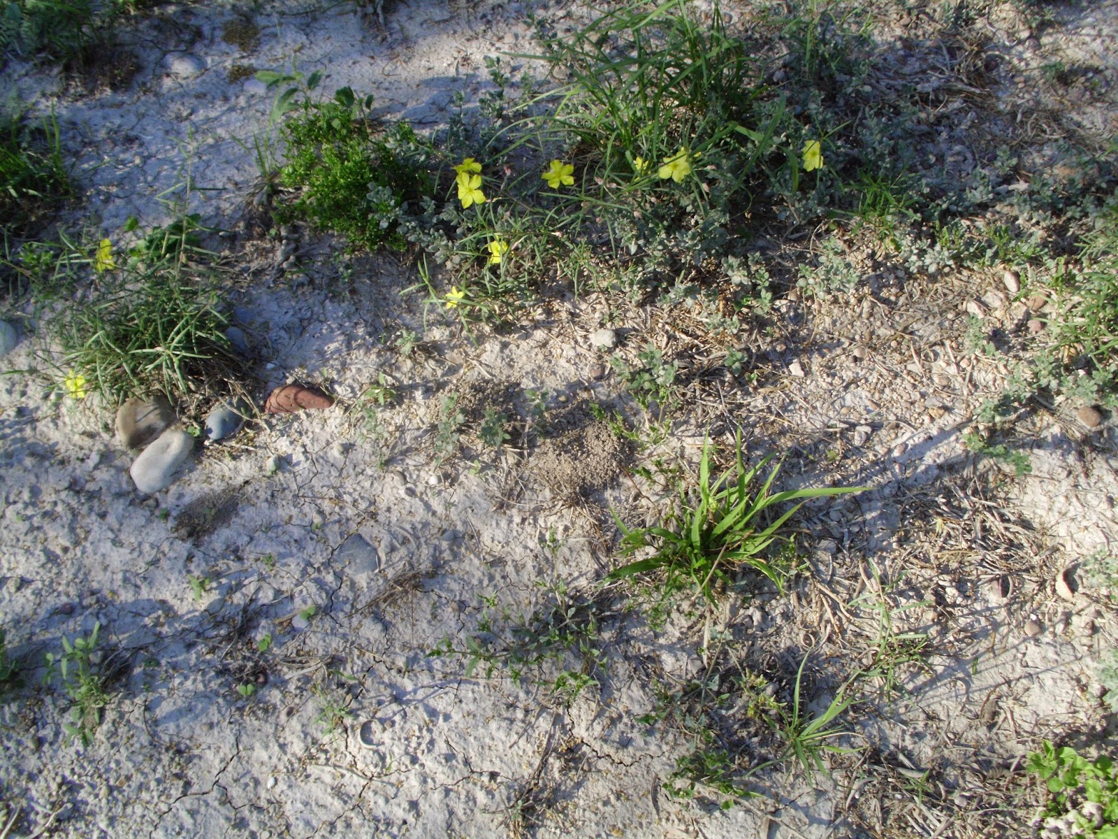 Terlingua Dreams: A tour of our weed infested yard