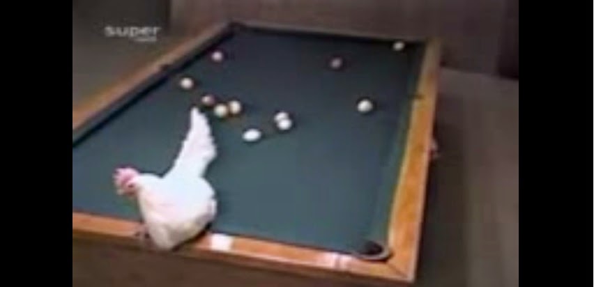 Insta Trends: Super funny chicken laying egg and play billiard