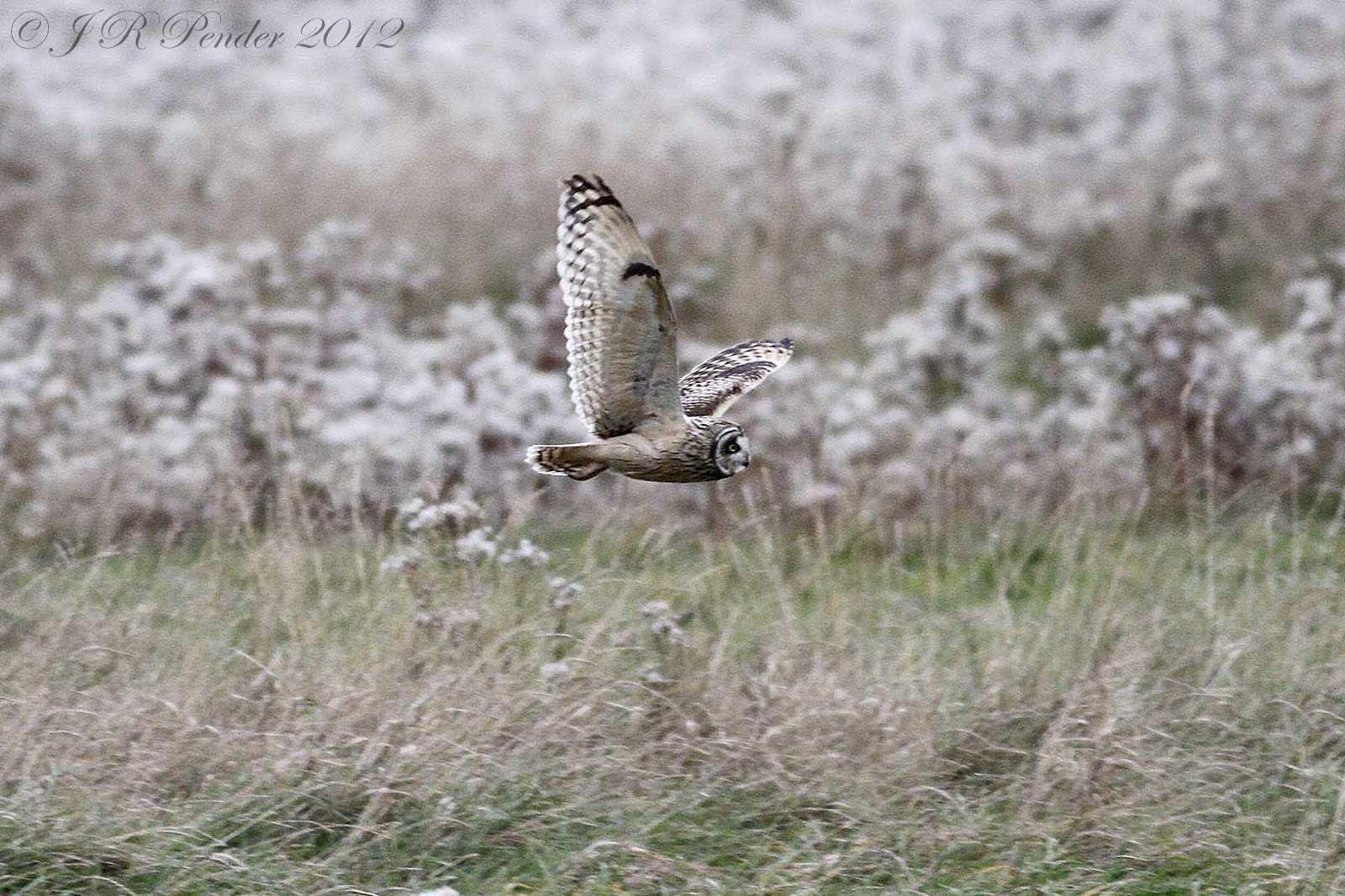Joe Pender Wildlife Photography: Short-eared Owl Parkgate Marsh Plus ...