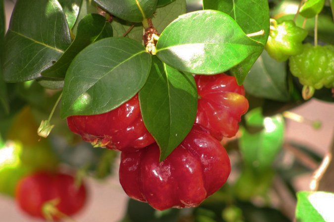 BIBOCA AMBIENTAL : FRUTAS DO MATO - MATA ATLÂNTICA