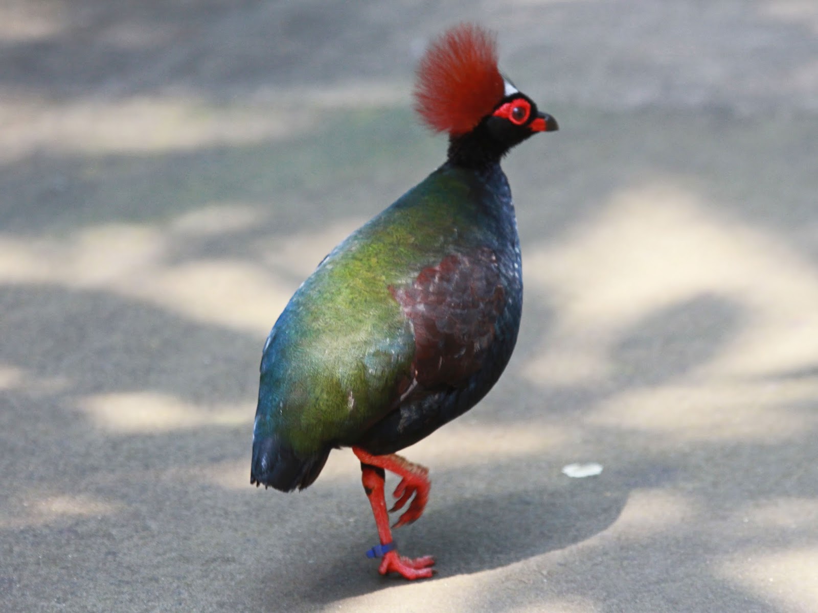 Bird of Aisa Roul Roul partridge