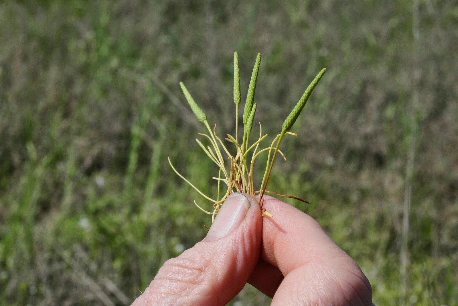 vogelsenzo: Natuurreis Zuid-Oekraïne voorjaar 2013