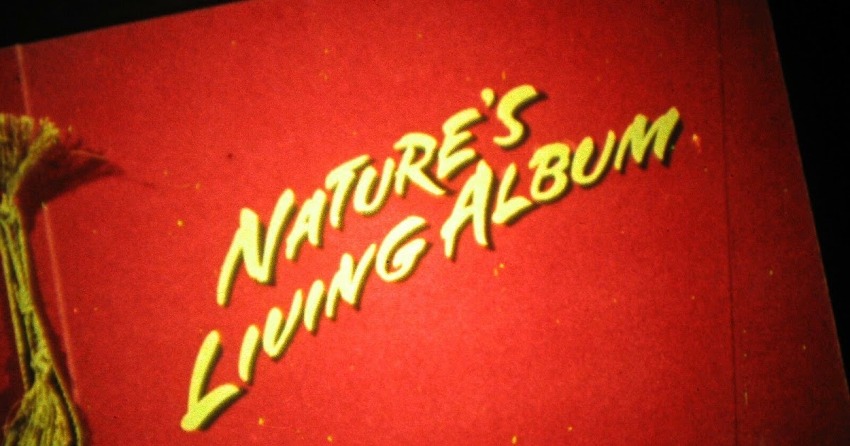 FILMOGRAFIA DISNEY: THE WEASEL FAMILY