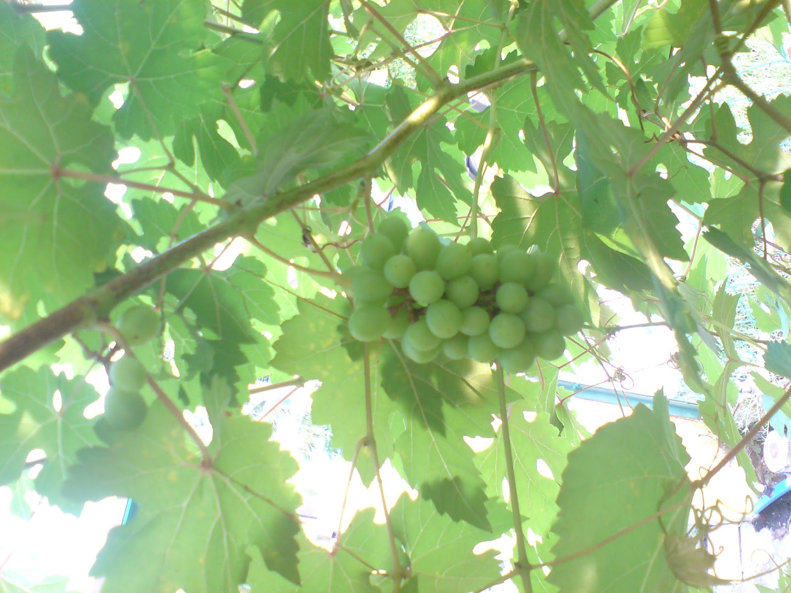 daun pokok anggur malaysia - CarsentaroOsborn