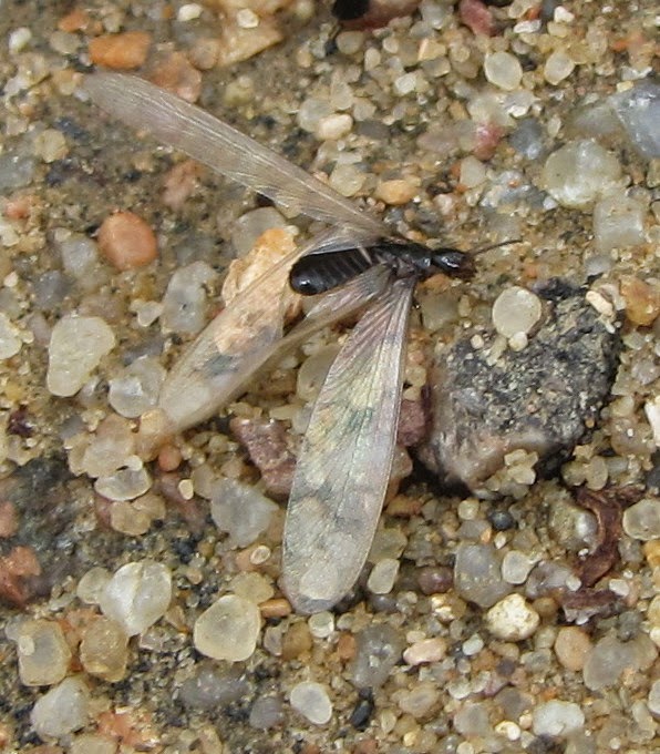 Bug Eric: Termite Swarms