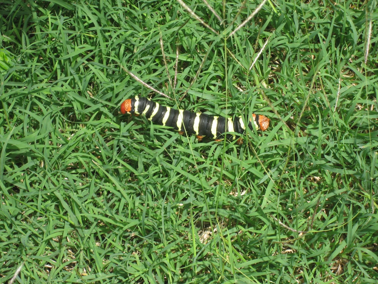 Barbados Flora & Fauna: Frangipani Hawkmoth Caterpillar (Pseudosphinx ...