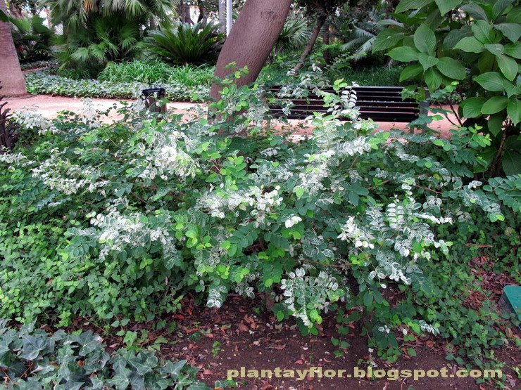 Plantas y flores: Breynia disticha 'Nana'
