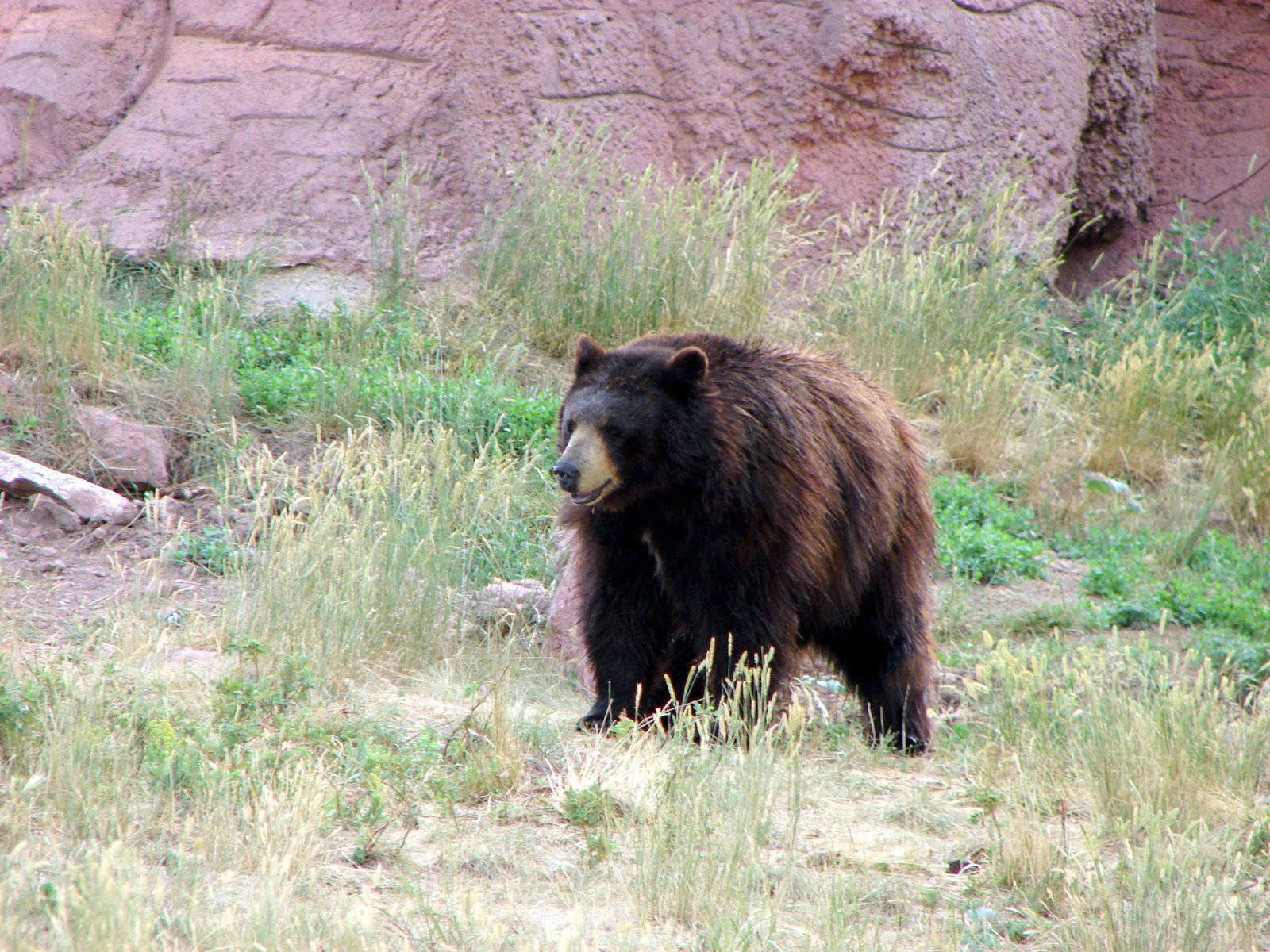 RVing and Travels...Adventures with Suzanne and Brad: Bear Country U.S ...